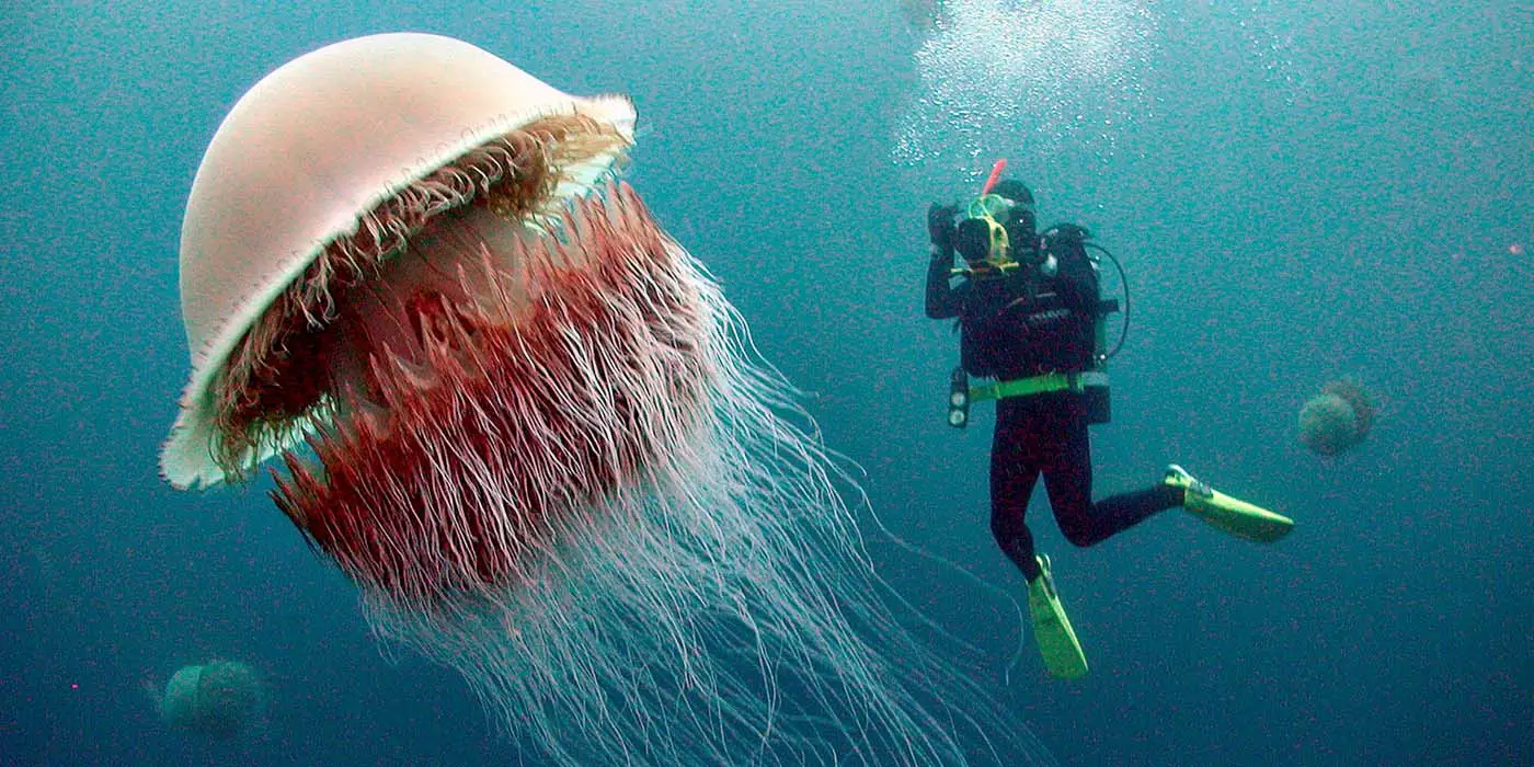Las Nomura La Medusas Gigantes Que Invaden Japón Todos Los Años